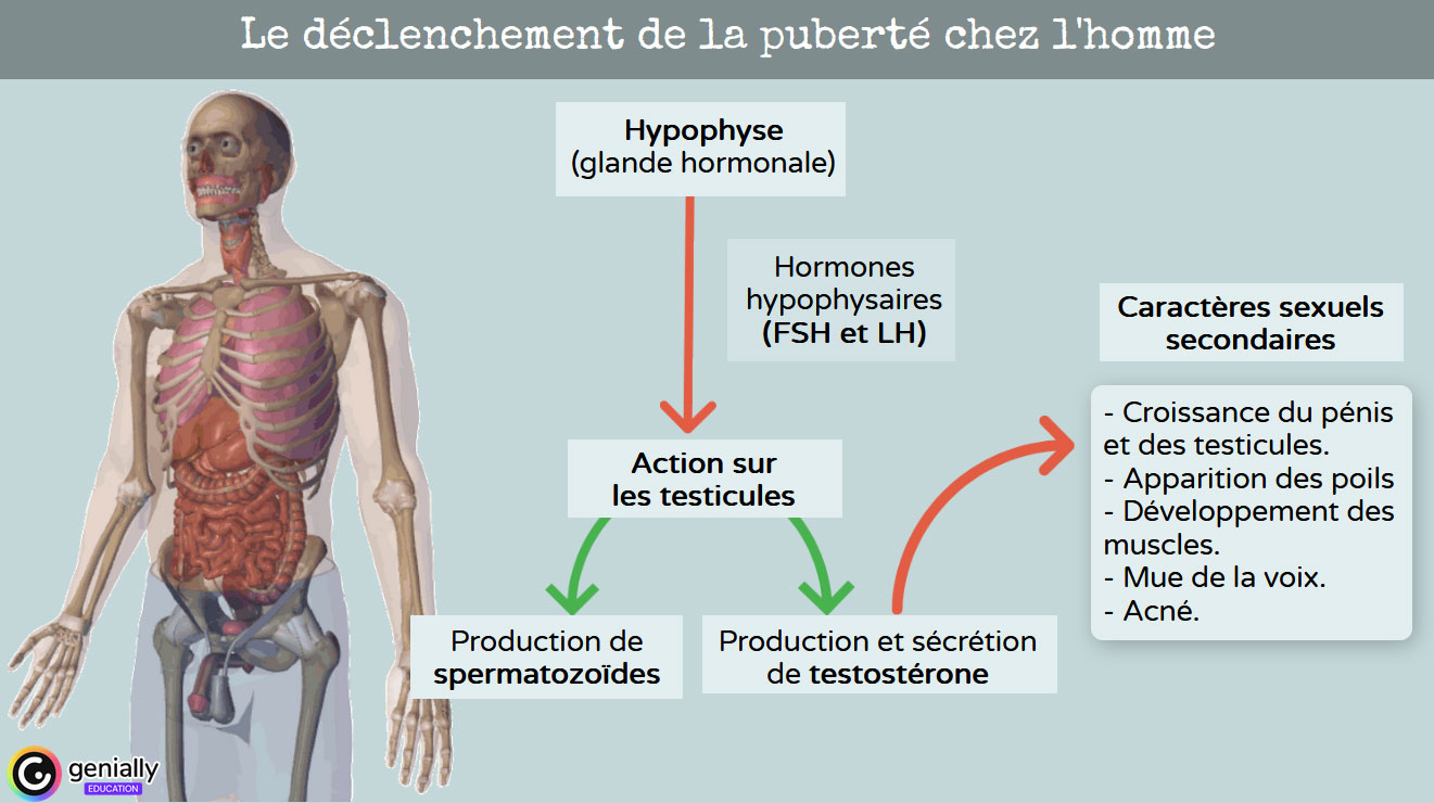 (Application) Le déclenchement de la puberté - TICE les SVT