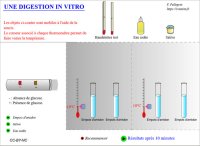 (Application) Une digestion in vitro - TICE les SVT