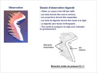 (Animation) Dessin d'observation d'une branchie - TICE les SVT