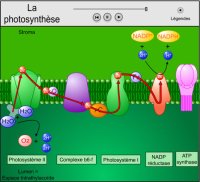 (Animation) La photosynthèse (du macroscopique au microscopique) - TICE ...