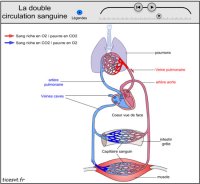 (Animation) La double circulation sanguine - TICE les SVT