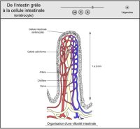 (Animation) De l’intestin grêle à la cellule intestinale - TICE les SVT