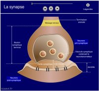 (Animation) La synapse - TICE les SVT