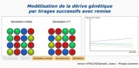 (Application) Dérive génétique simple (haploïde) - TICE les SVT
